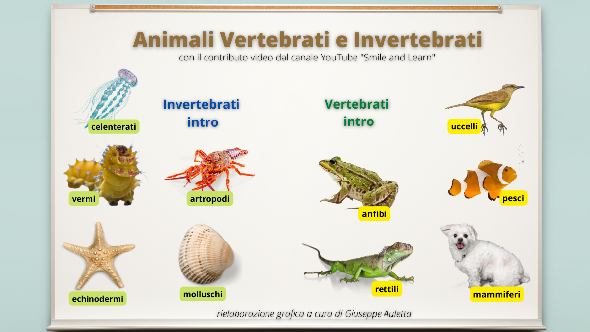 ANIMALI VERTEBRATI E INVERTEBRATI | Genially