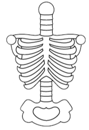 SKELETON | Genially