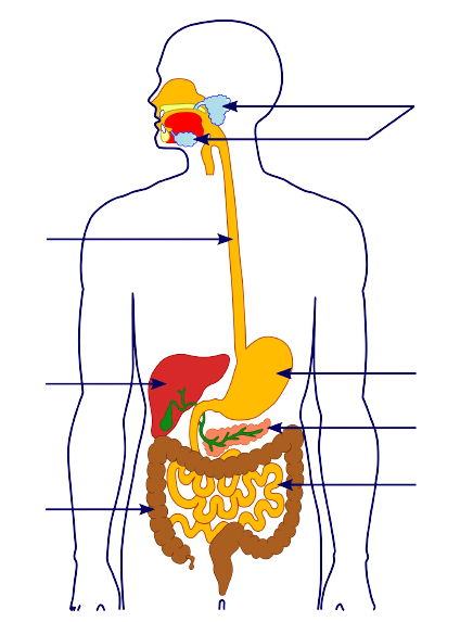 Exercices sur l'appareil digestif | Genially