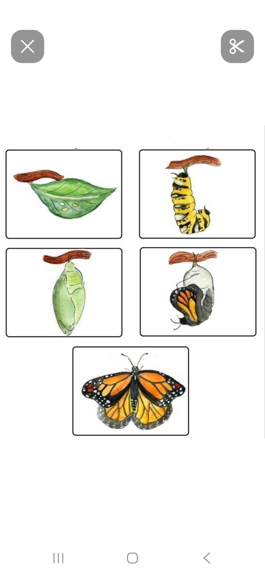 El ciclo de las mariposas | Genially