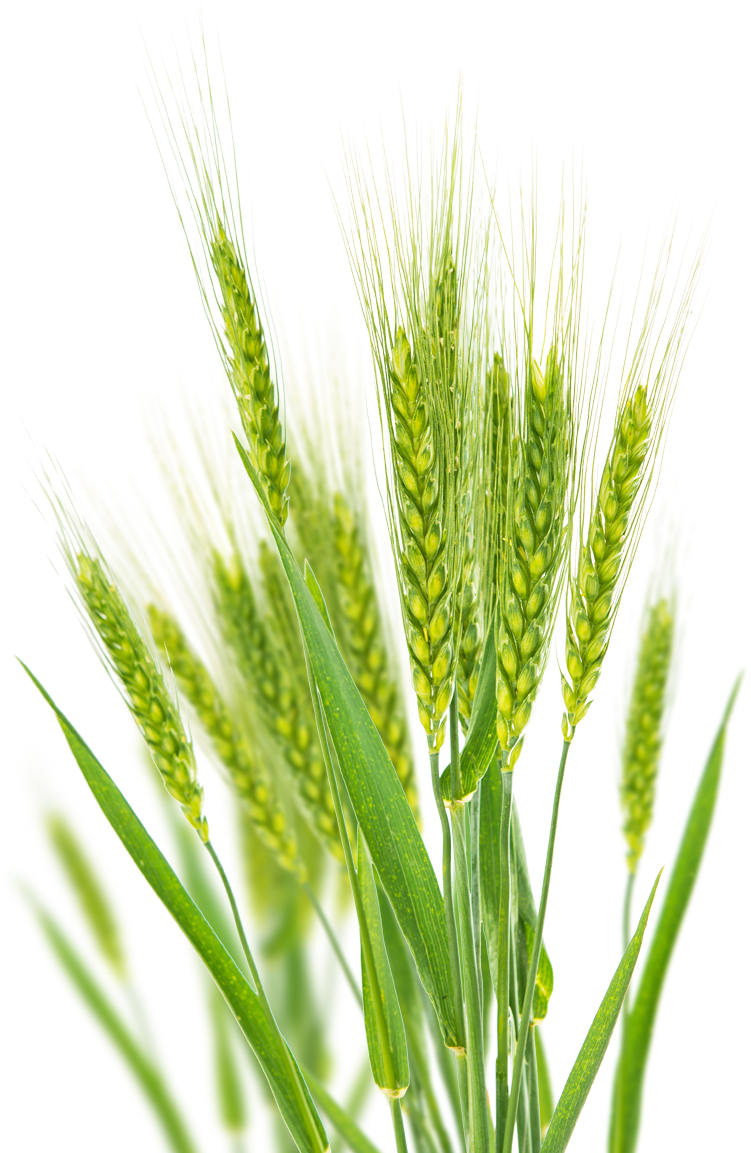 TP2 circulation des sèves | Genially