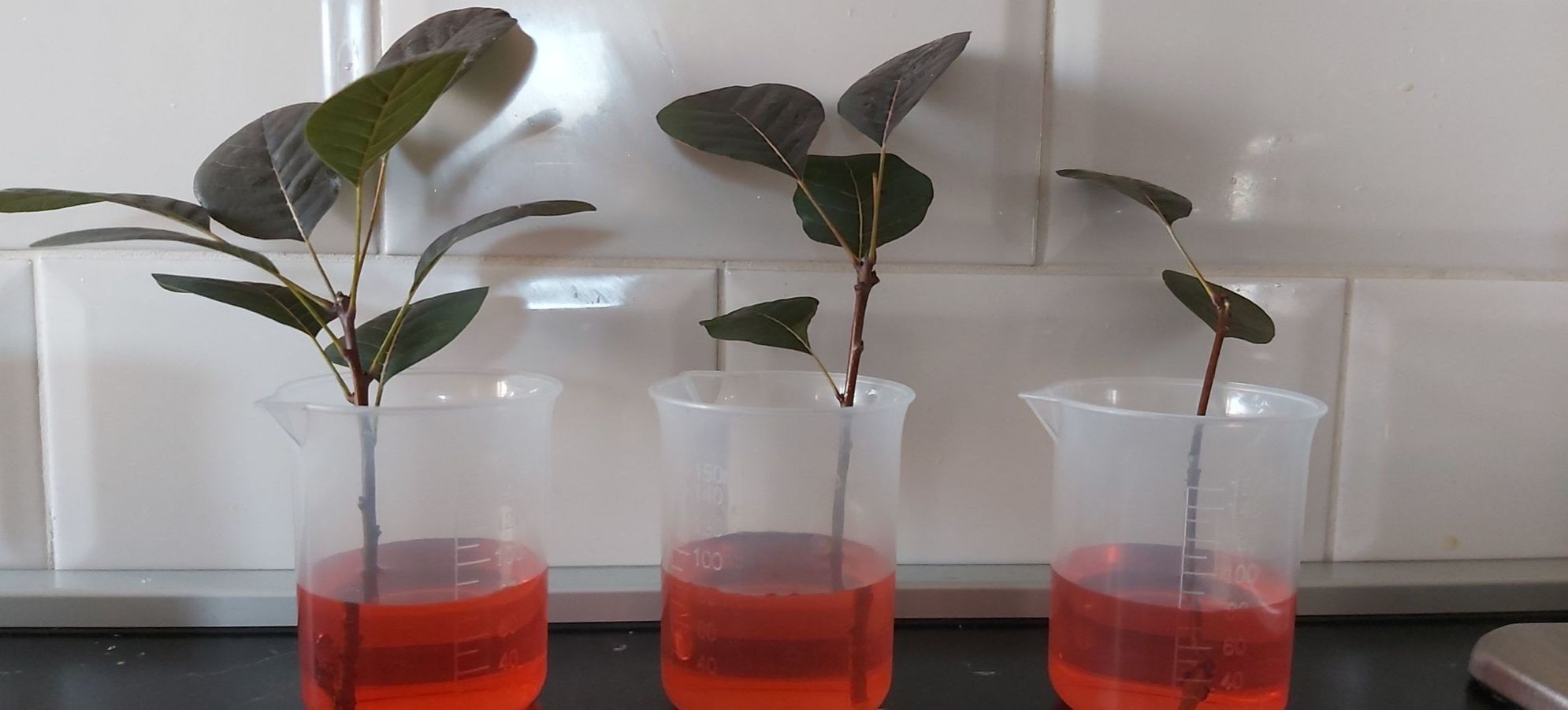 8. Pokus transpiracija