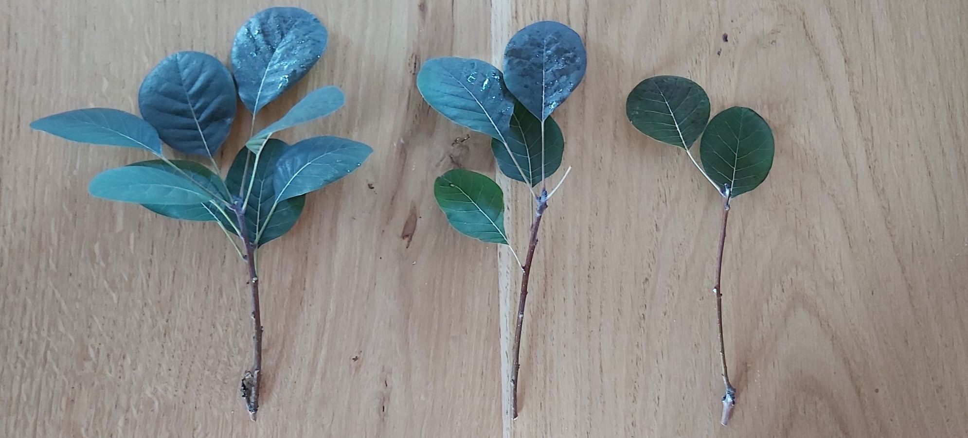 8. Pokus transpiracija