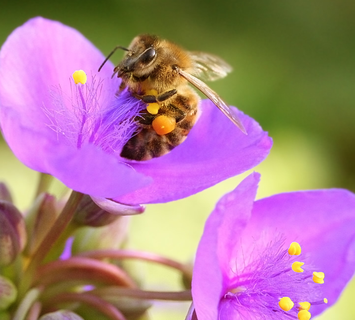 pollinisation et coévolution