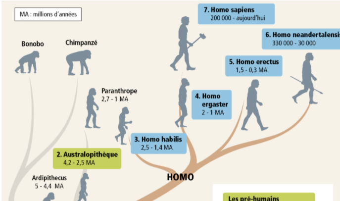 6ème. Les débuts de l'humanité | Genially
