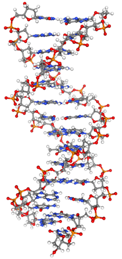 échelles du vivant | Genially