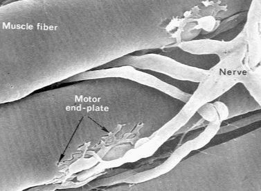 La synapse neuromusculaire | Genially