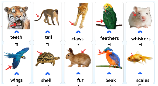 3rd Grade ENGLISH 1st Term | Genially