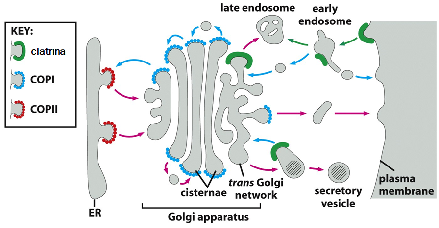 I 9. Vesicles coated