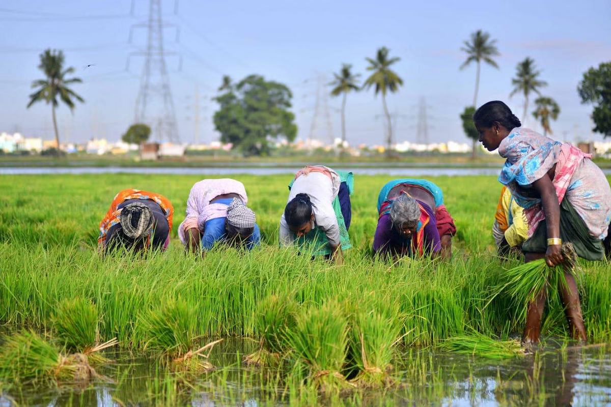 PRIMARY SECTOR: AGRICULTURE
