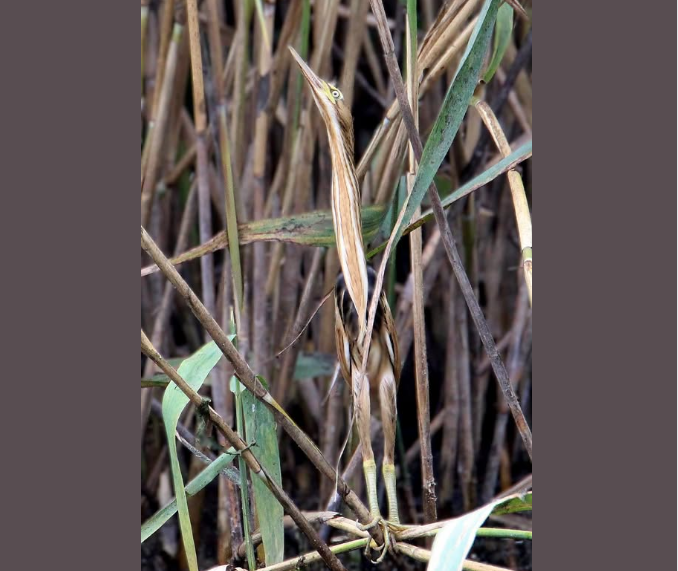 Copy - Mimikra | Genially