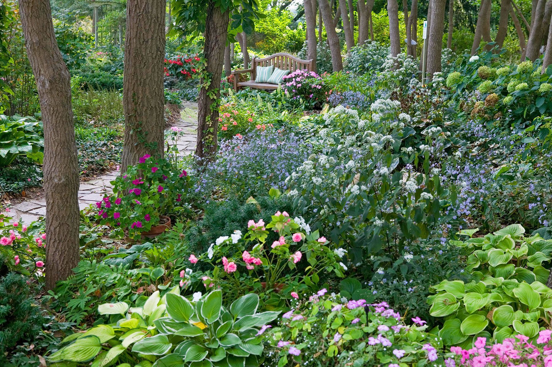 Shade tolerant plants | Genially