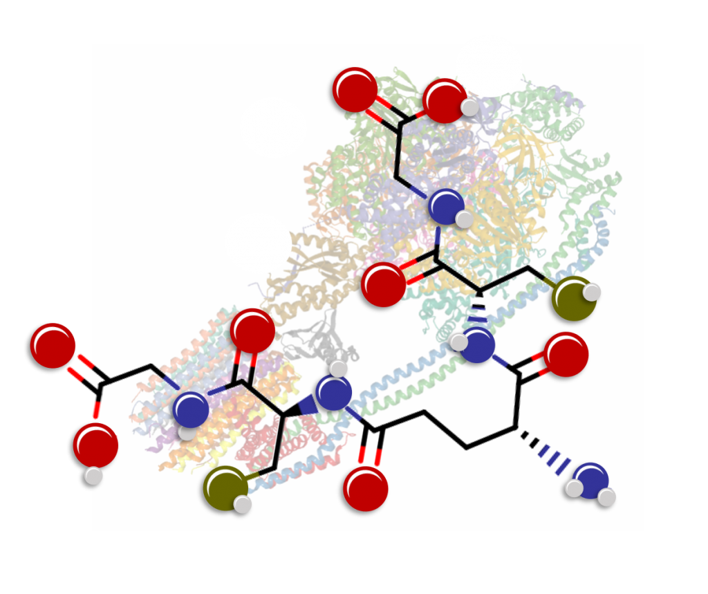 MACROMOLECULAS NATRUALES - PARTE 2 | Genially
