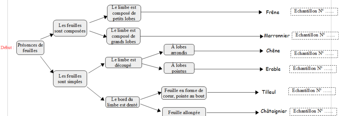 Clé détermination Arbres | Genially