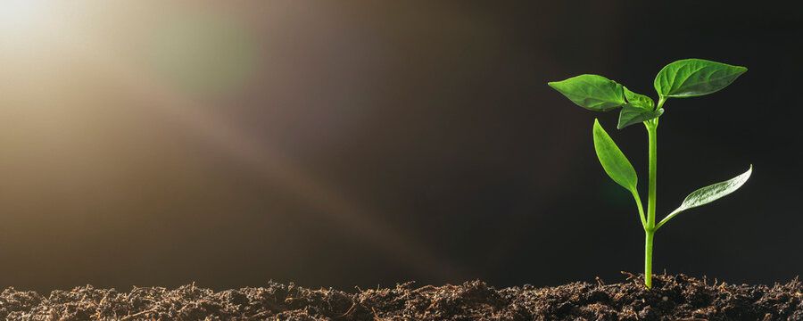 Présentation D | Genially