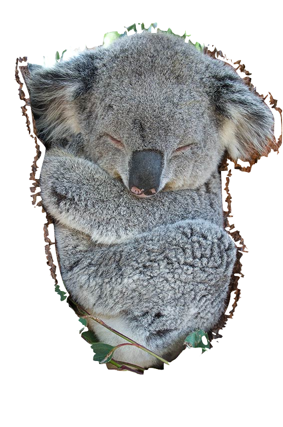 PROYECTO KOALA | Genially