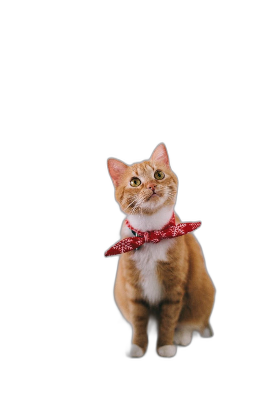 Alexandra Ohana - Pet sitter | Genially