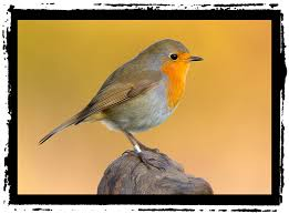 EL PIT-ROIG | Genially