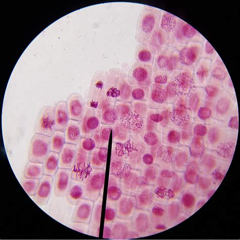 La mitose | Genially