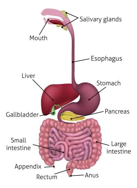 The Digestive System by Michelle Flores | Genially