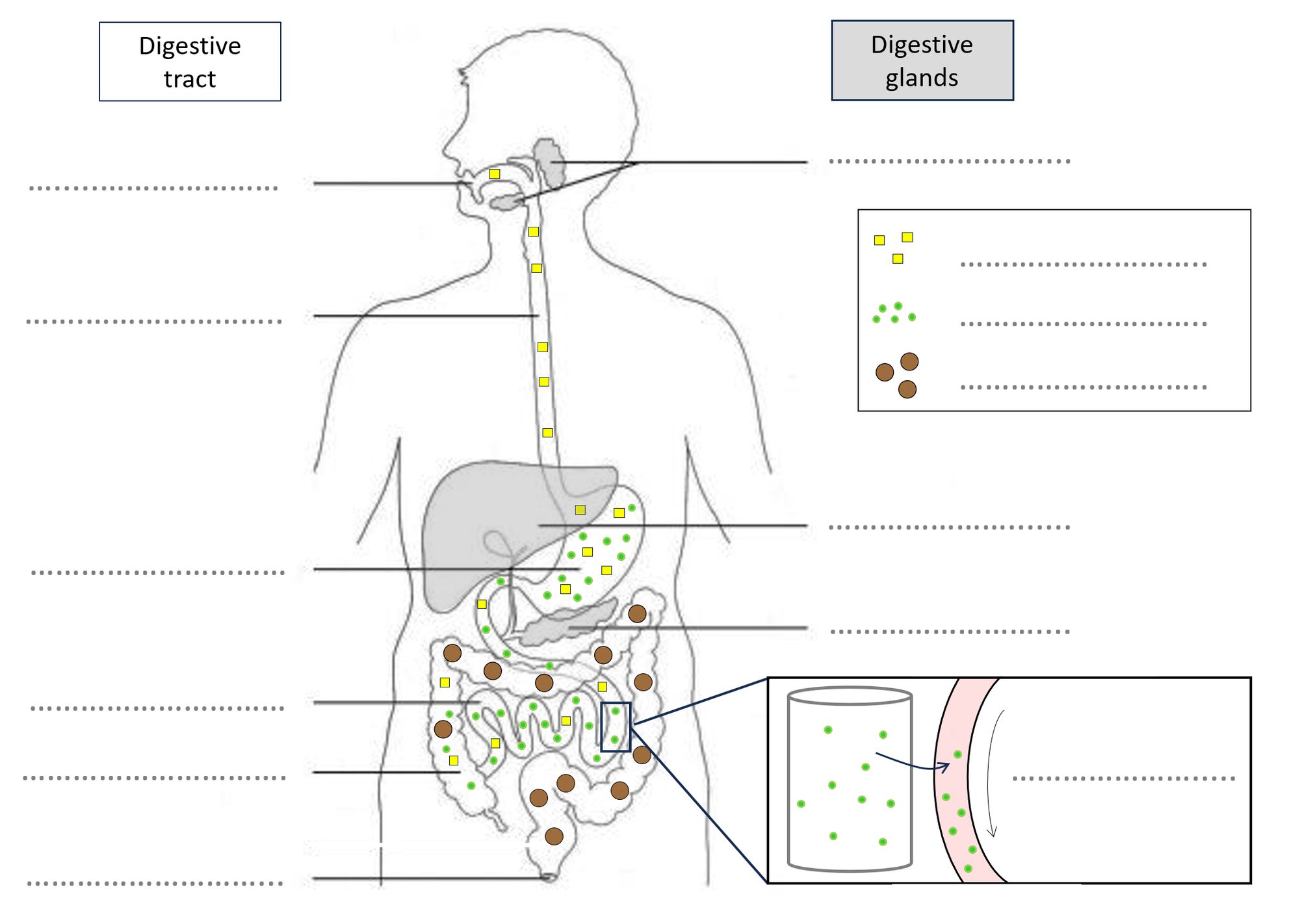 DIGESTION SCHEMA | Genially