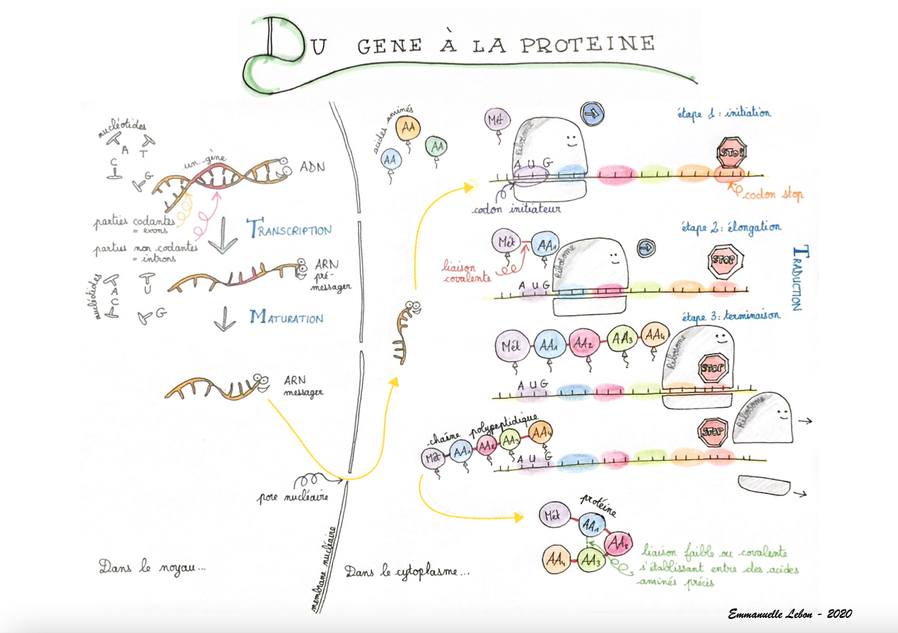 De l'ADN à la protéine, schéma bilan | Genially