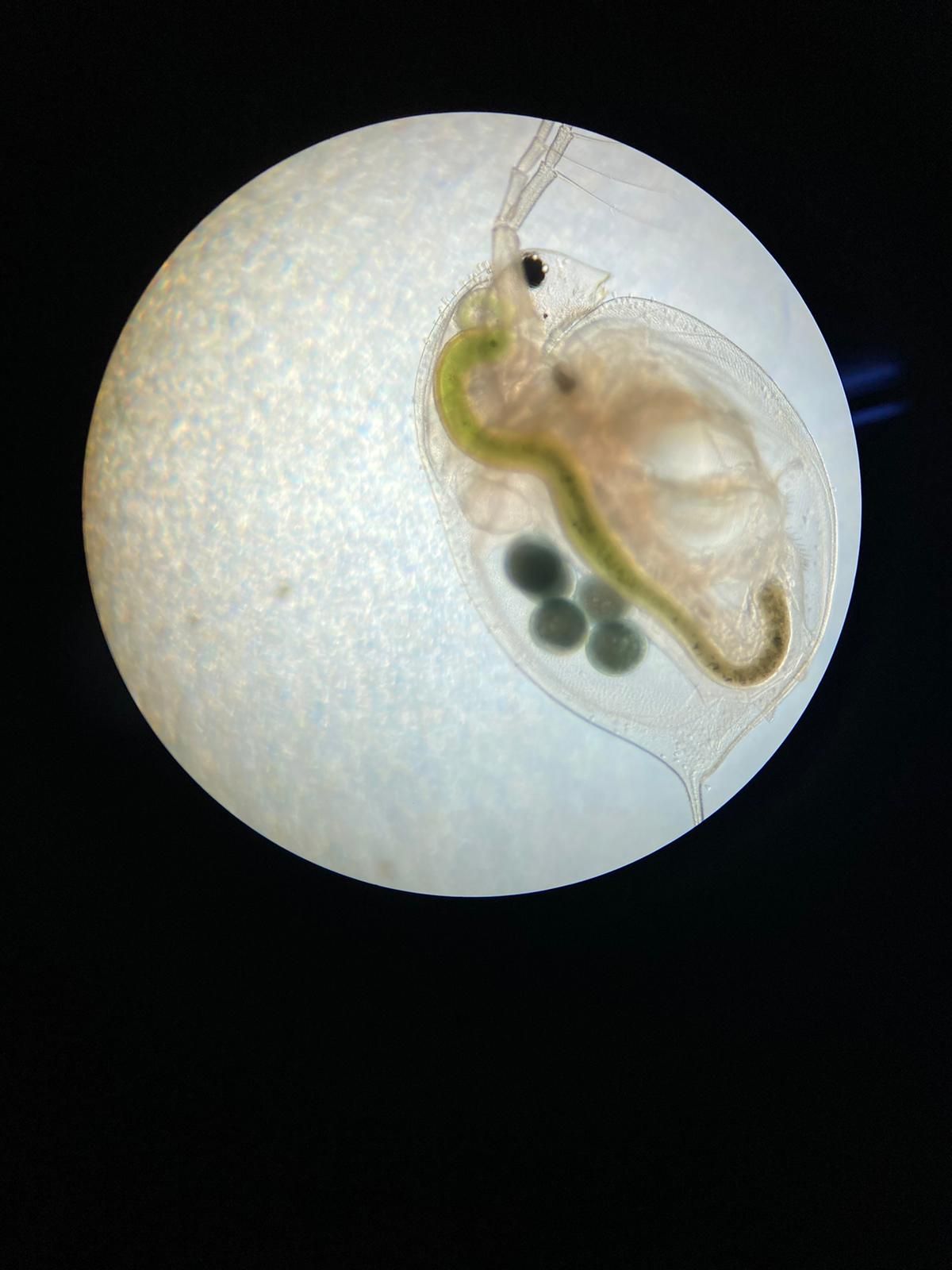 LA PULGA DE AGUA | Genially