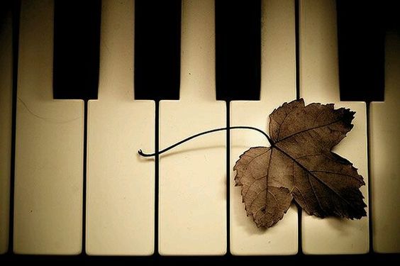 Programas | Genially