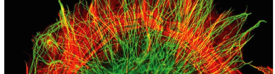 Microtúbulos_basic | Genially