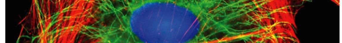 Microtúbulos_basic | Genially