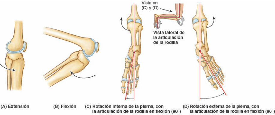 Articulación de rodilla | Genially