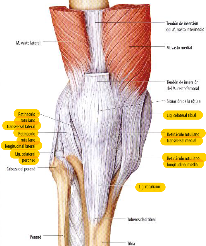 Articulación de rodilla | Genially