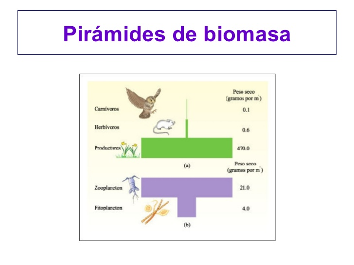 Pirámide De Biomasa