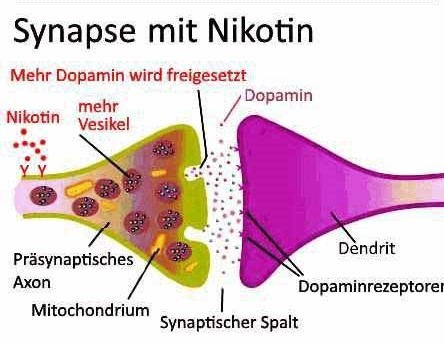 Synapsengift Nikotin; Zoe Bendorf 12 GK.Bio | Genially