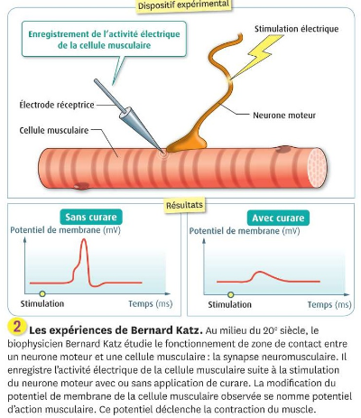 Documents pour TD3 -curare et contraction musculaire