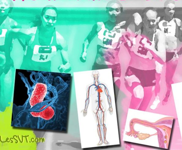 Programme SVT-cycle 4 | Genially