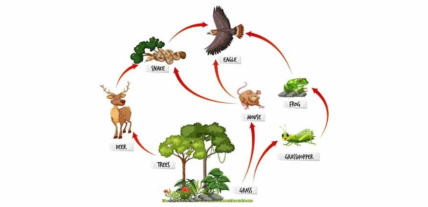 Ecosystems infographic