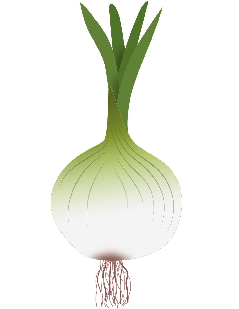 cebula