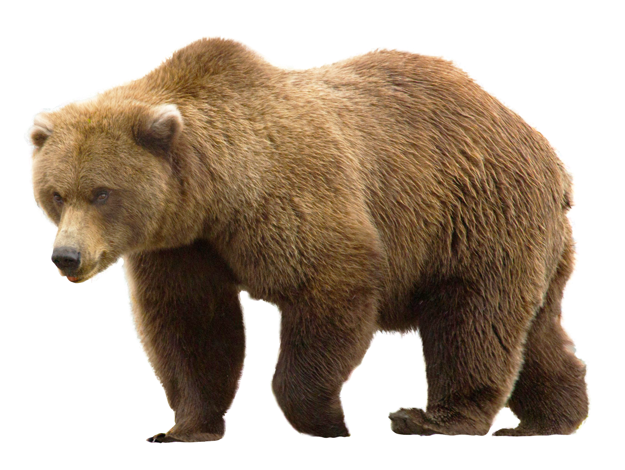 Copy - Przygotowania do zimy. | Genially