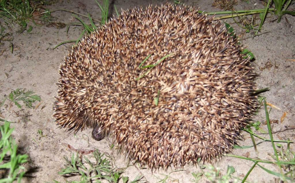 Najeżony jeż | Genially