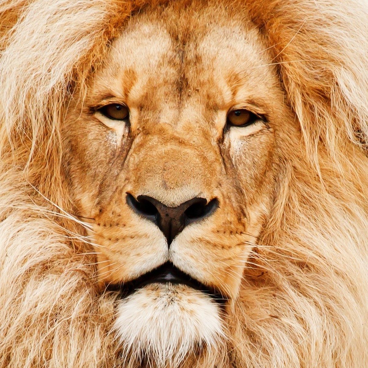 Passive board game | Genially