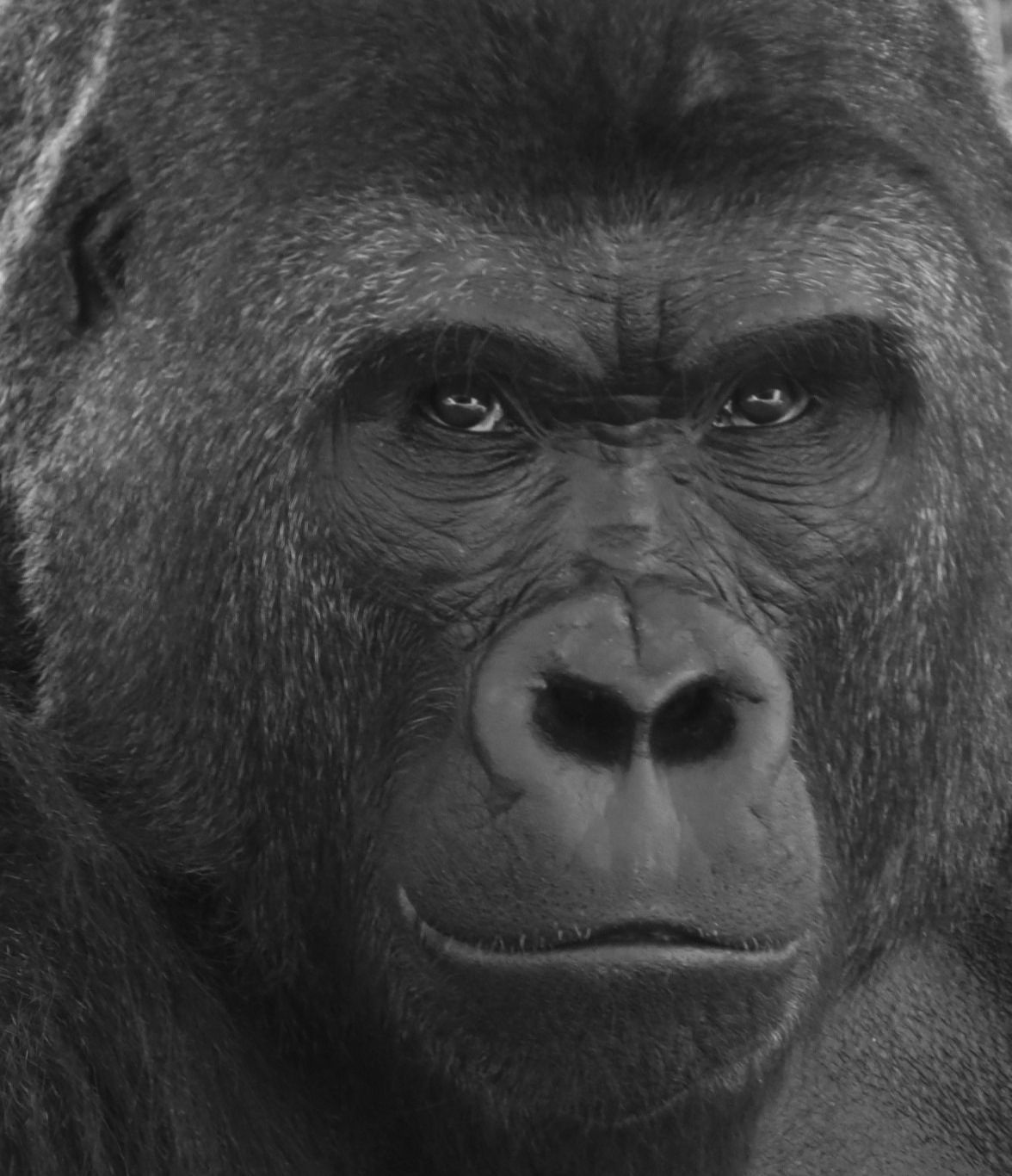 Passive board game | Genially