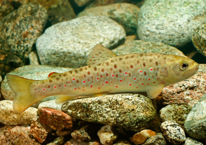 Gota a gota 11 | Genially