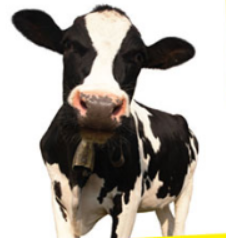 BUGS TEAM 2 UNIT 2 LESSON 6 | Genially