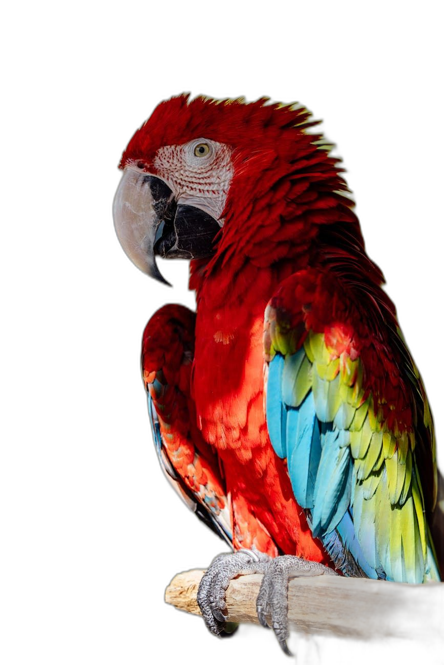 classe virtuelle 5ème | Genially