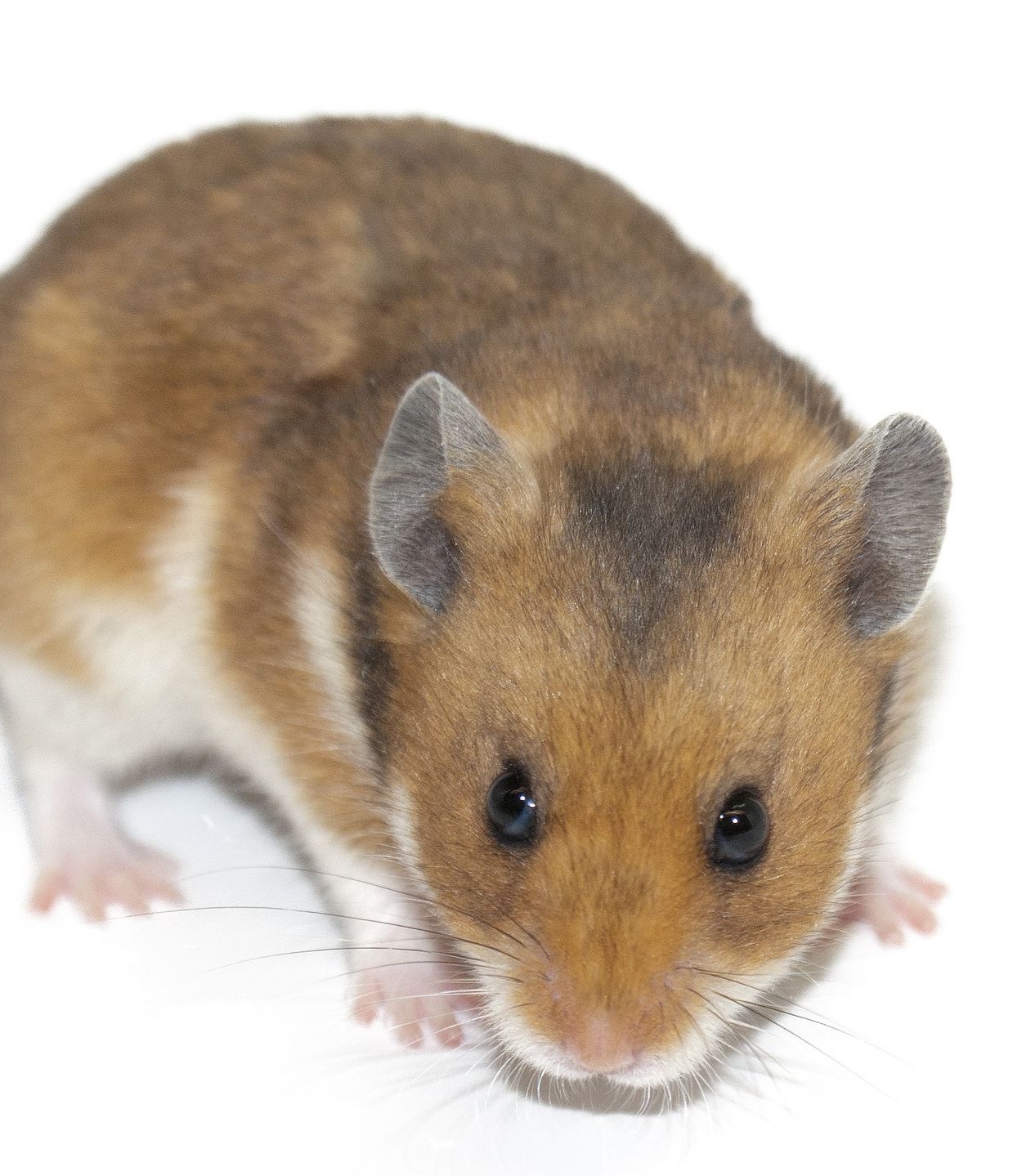 English Class A1 Unit 4 revision | Genially