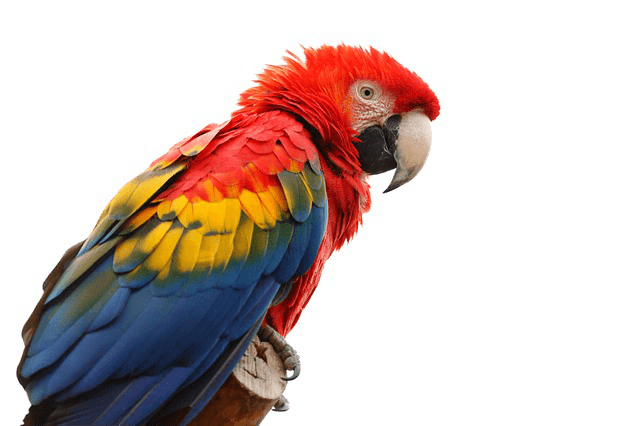 CANVAS BREAKOUT | Genially