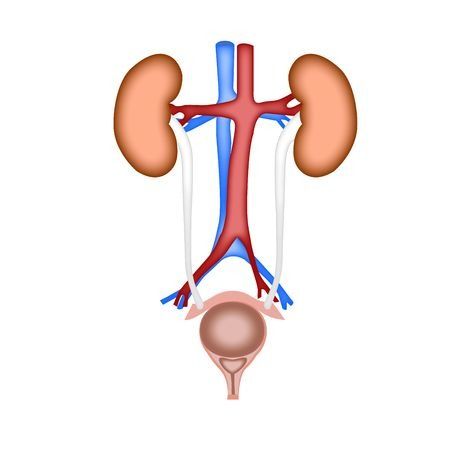 EXCRETORY SYSTEM | Genially