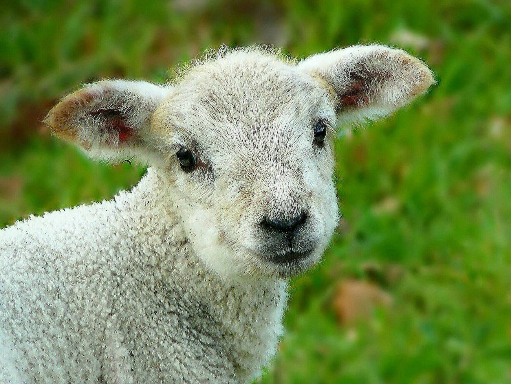 Ortografia, kl. 7 | Genially