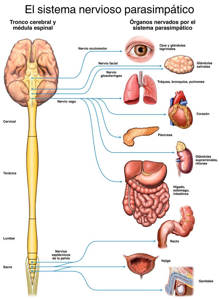 MAPA MENTAL SISTEMA AUTÓNOMO Y SOMÁTICO | Genially